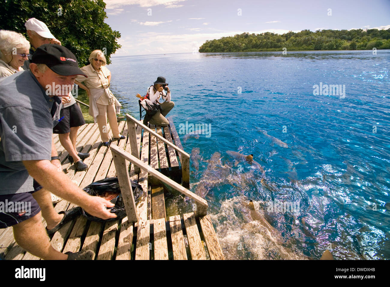 Solomon islands wildlife hi-res stock photography and images - Alamy