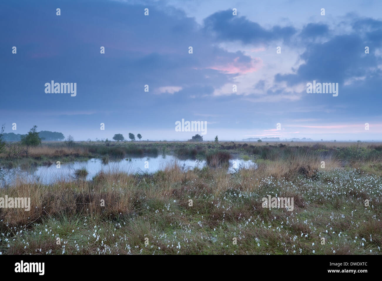 summer sunrise over swamp with cotton-grass Stock Photo - Alamy