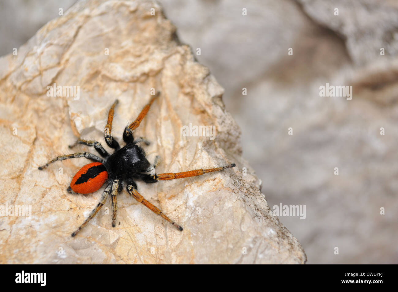 Spider rock animal wildlife hi-res stock photography and images - Alamy