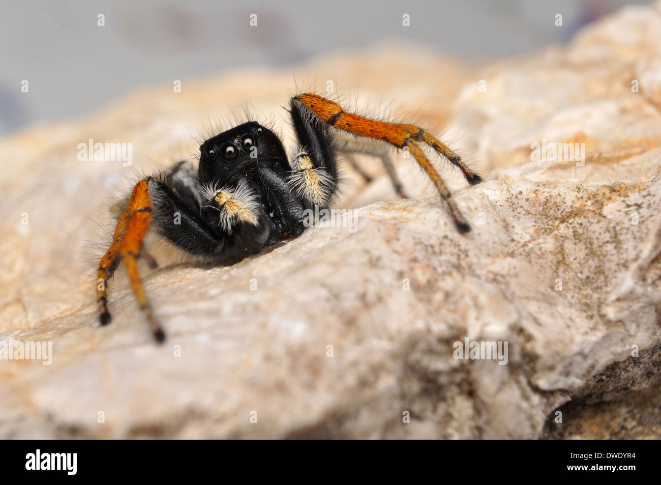Rock spider animal hi-res stock photography and images - Alamy