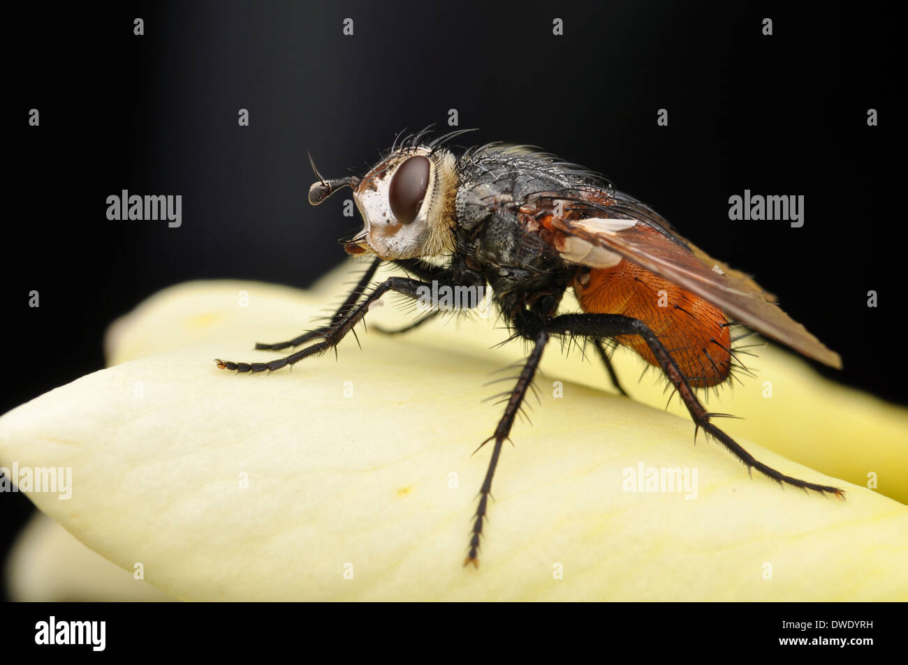 Fly close up Stock Photo - Alamy