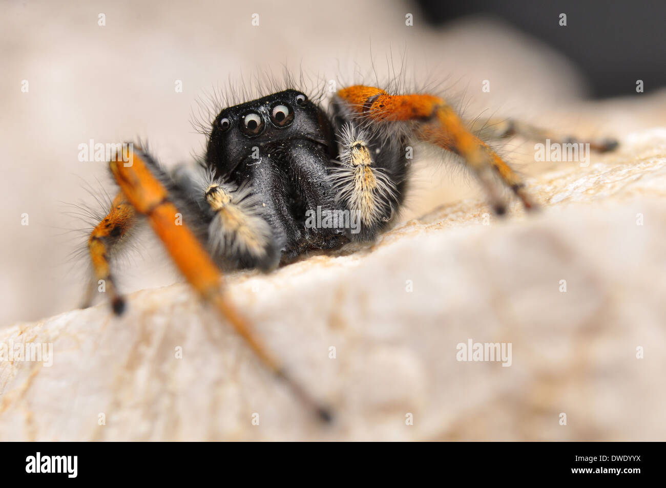 Jumper spider, Red jumper spider Stock Photo - Alamy