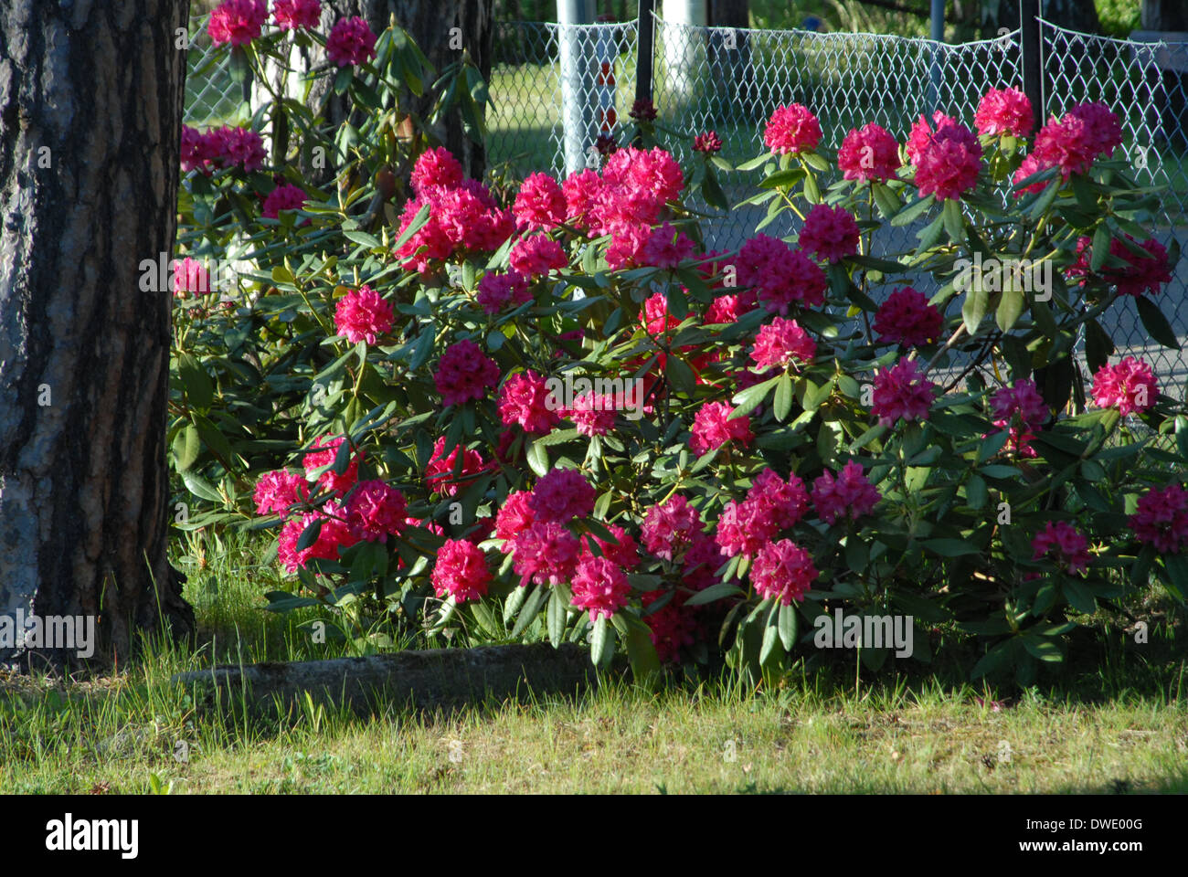 Shrubs pink rhododendron shrub hi-res stock photography and images - Alamy