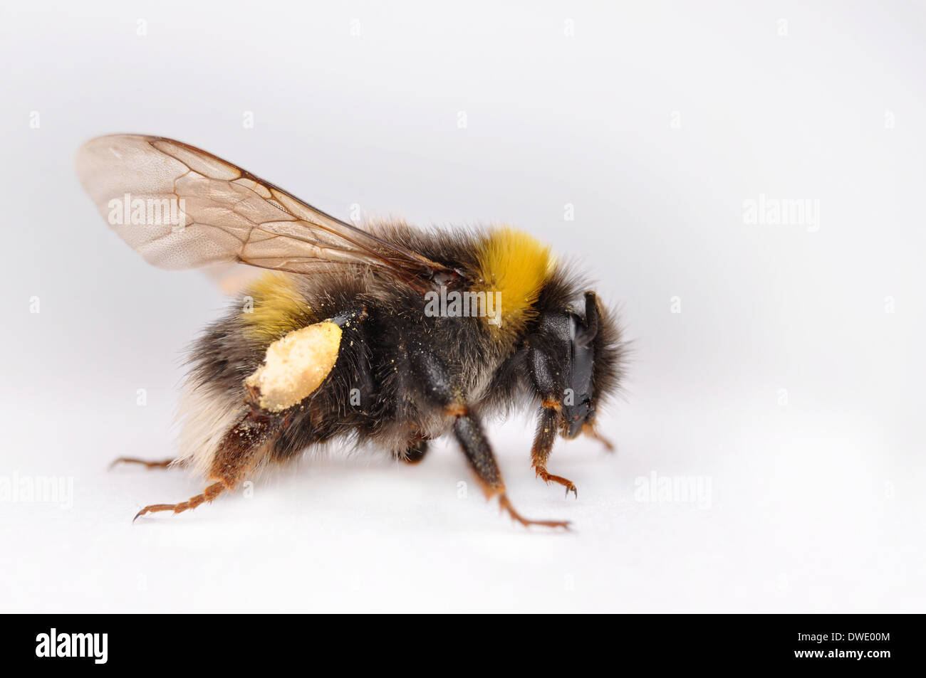 Bumblebee isolated hi-res stock photography and images - Alamy