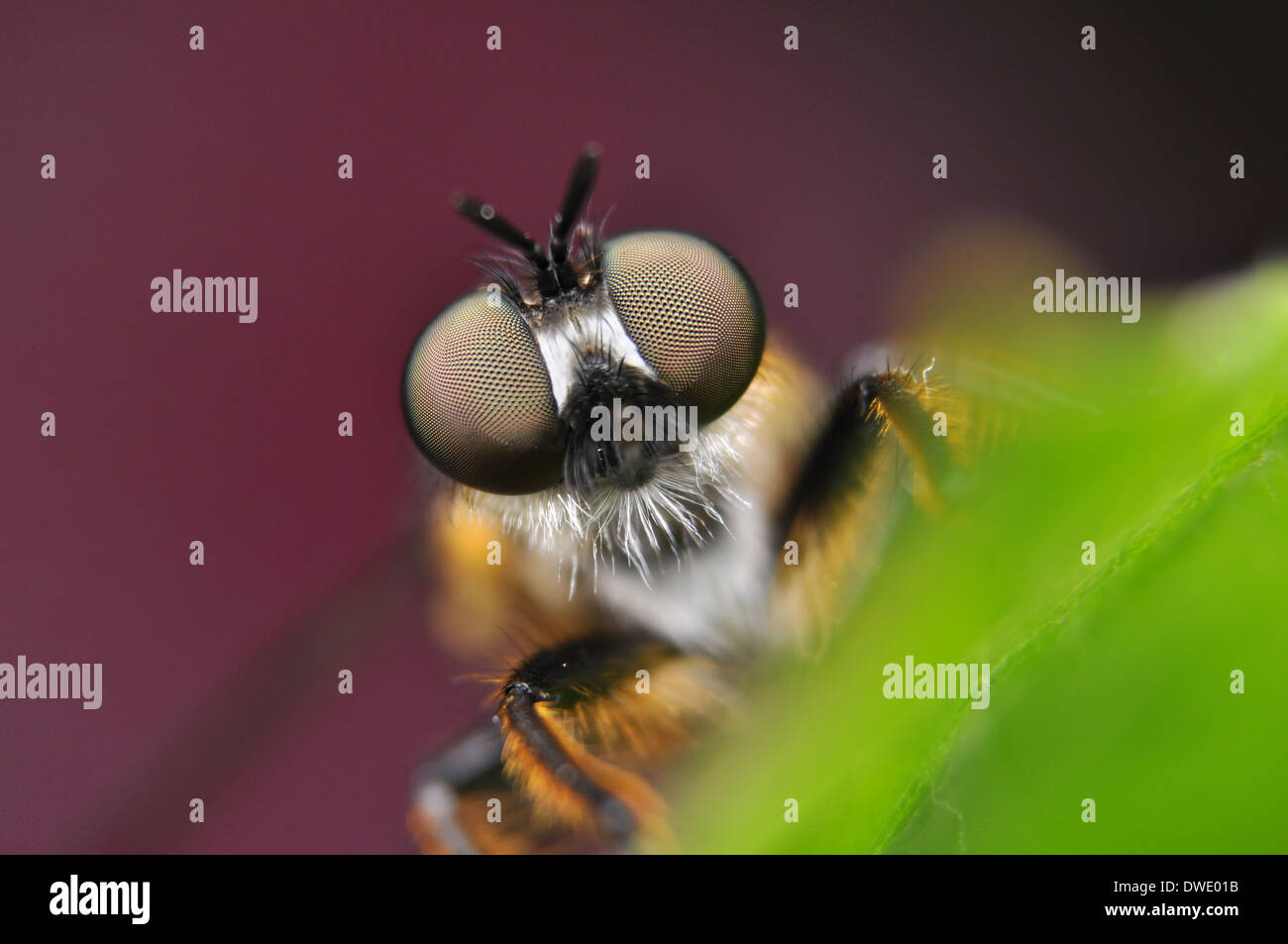 Big eye fly hi-res stock photography and images - Alamy