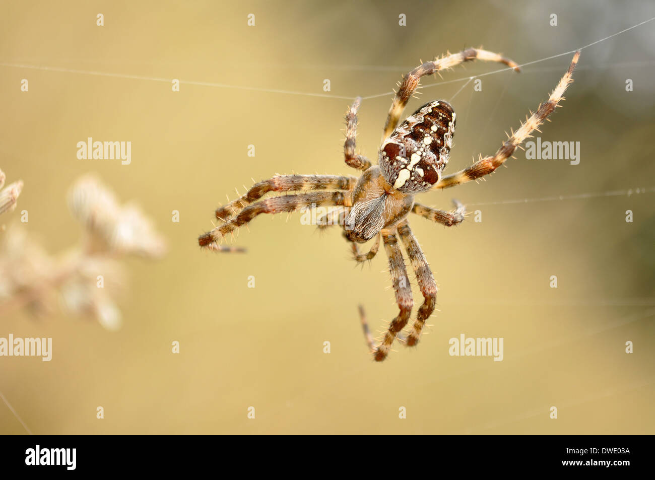 Cross Spider hanging on its web Stock Photo - Alamy