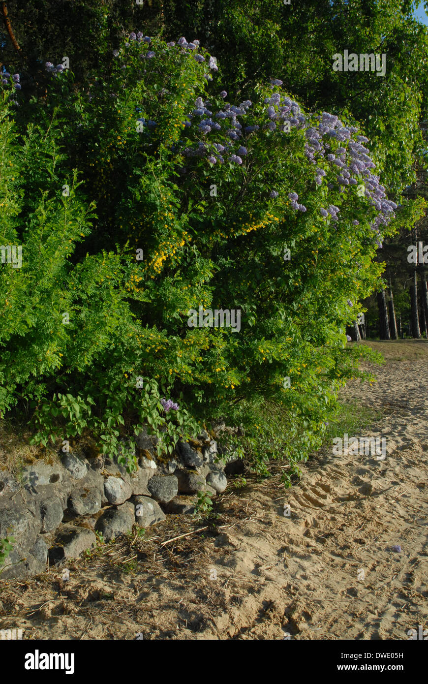 Lush lakeside vegetation. Beach flora Stock Photo - Alamy
