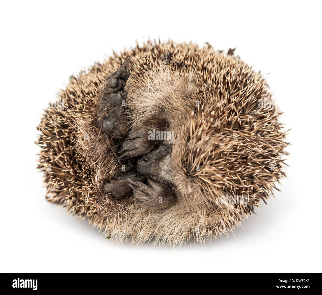 Dead Common hedgehog, Erinaceus europaeus, in front of white background ...