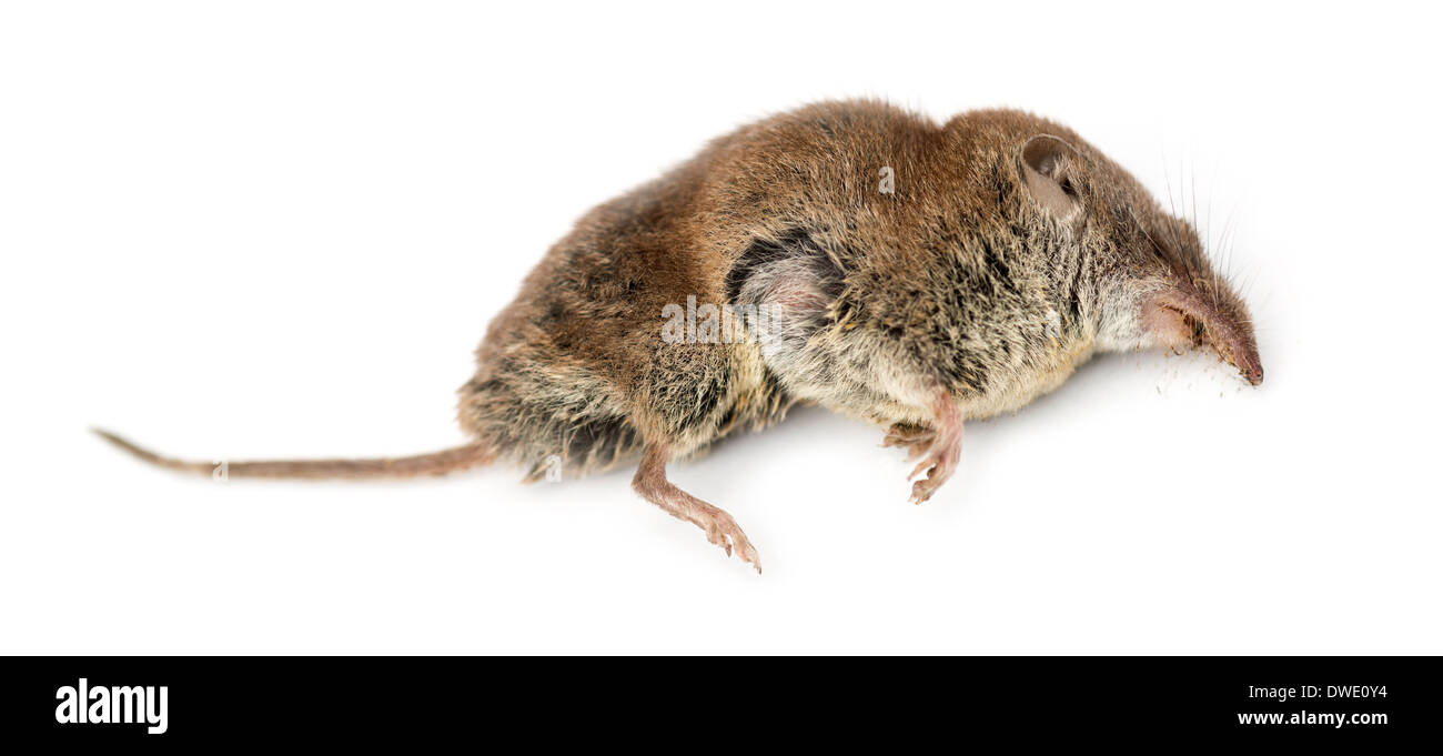 Dead Greater white-toothed shrew, Crocidura russula, in front of white ...