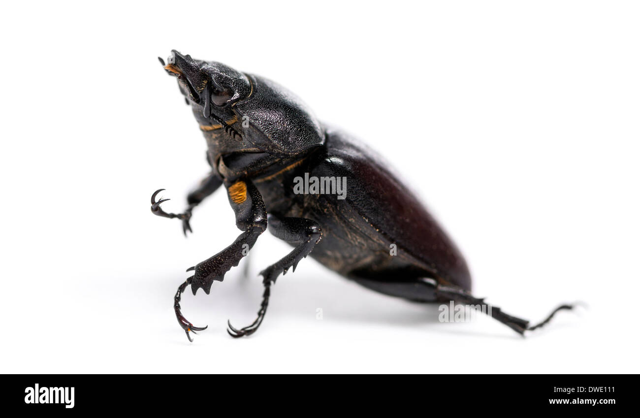 Dead Stag Beetle, Lucanus cervus, in front of white background Stock ...