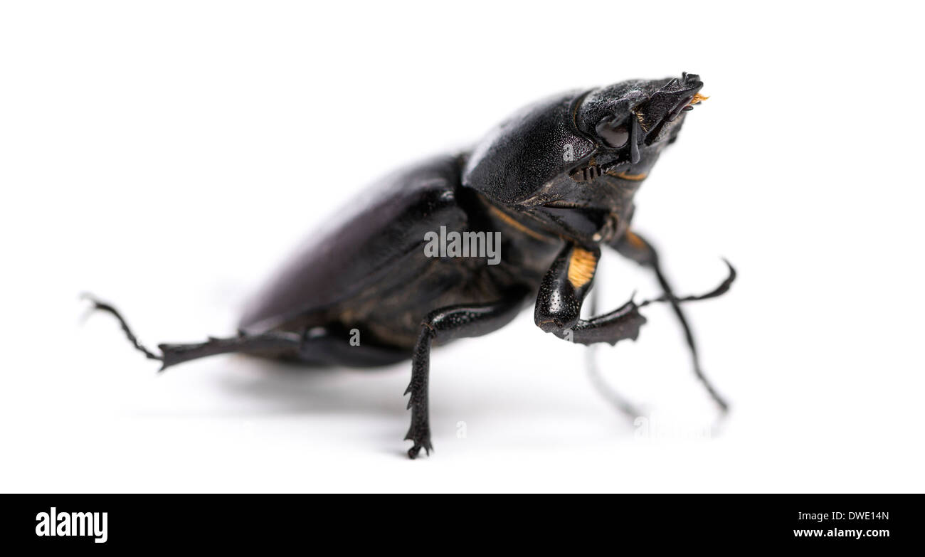 Dead Stag Beetle, Lucanus cervus, in front of white background Stock ...