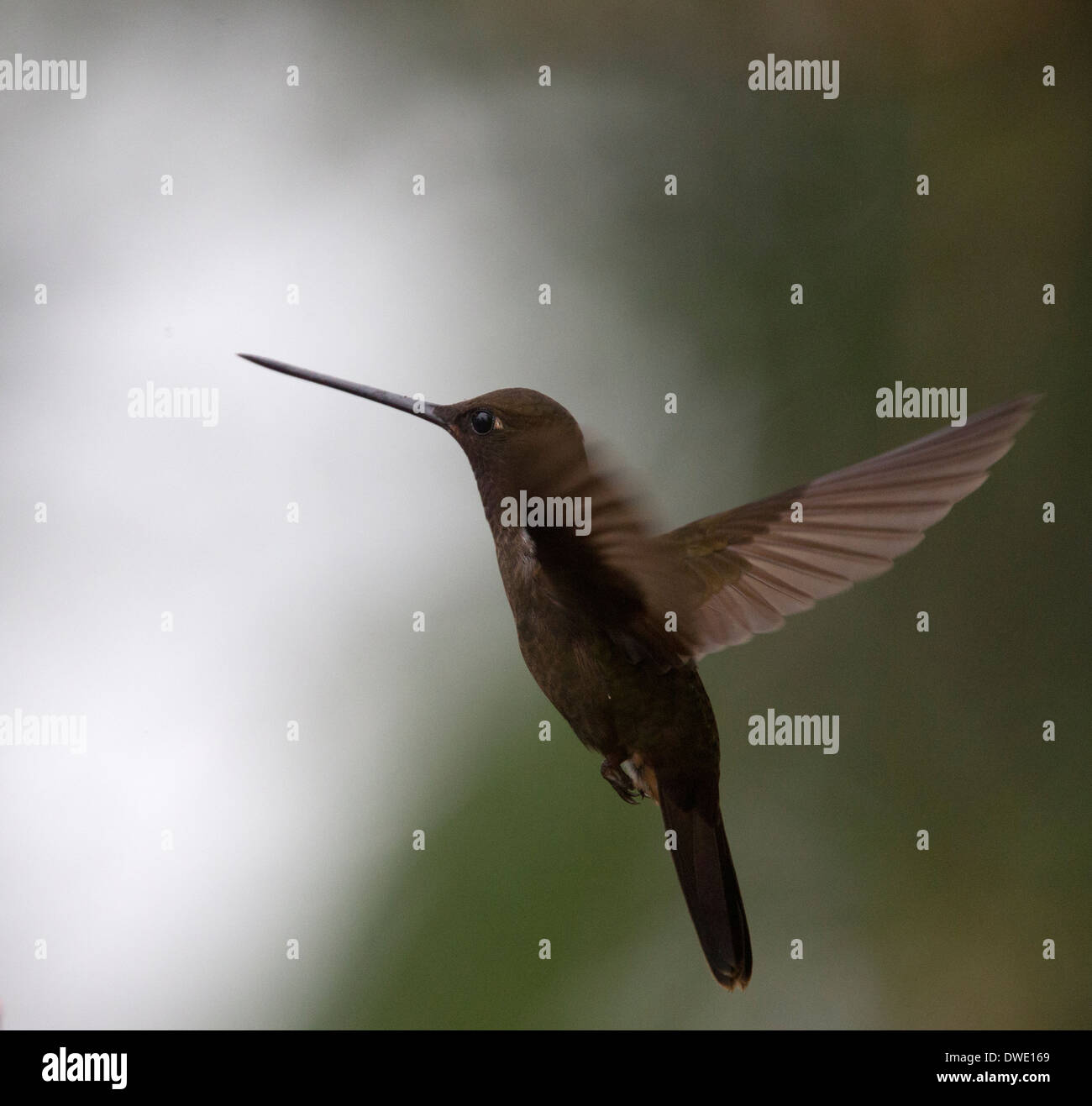 A Brown Inca, (Coeligena wilsoni) hovering in front of a hummingbird ...