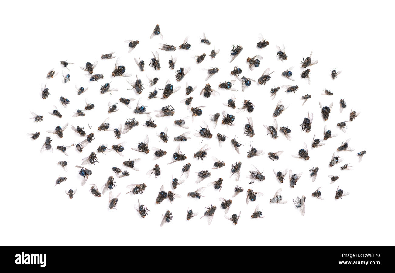 Group of dead flies in front of white background Stock Photo - Alamy