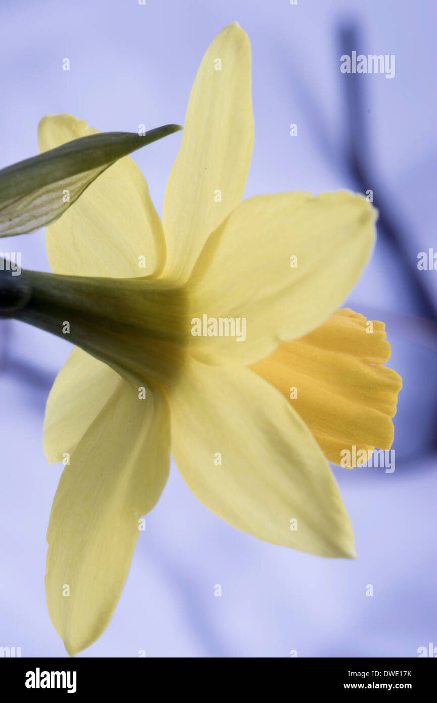 Daffodil close hi-res stock photography and images - Alamy