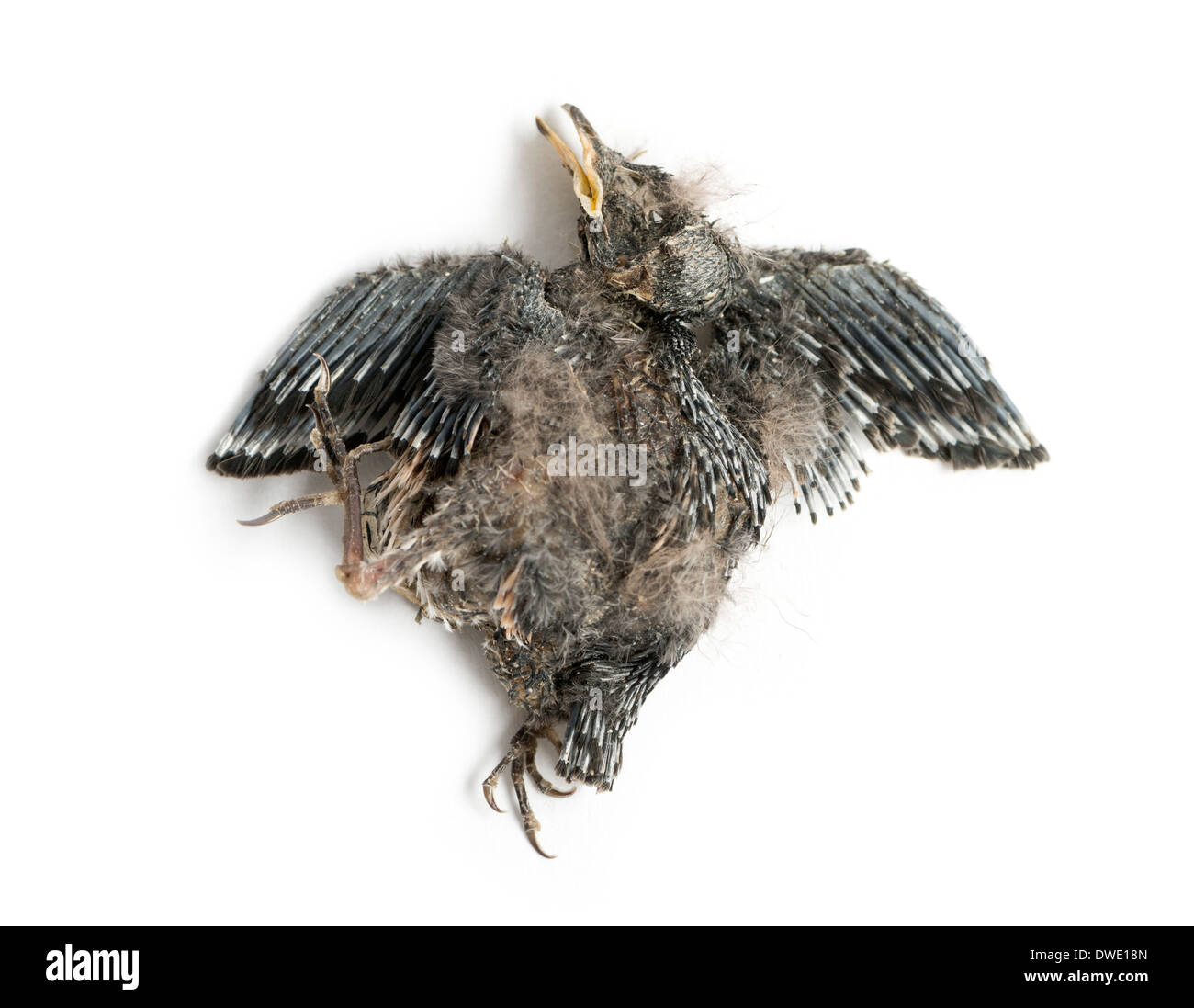 Decomposition wild animal dead hi-res stock photography and images - Alamy