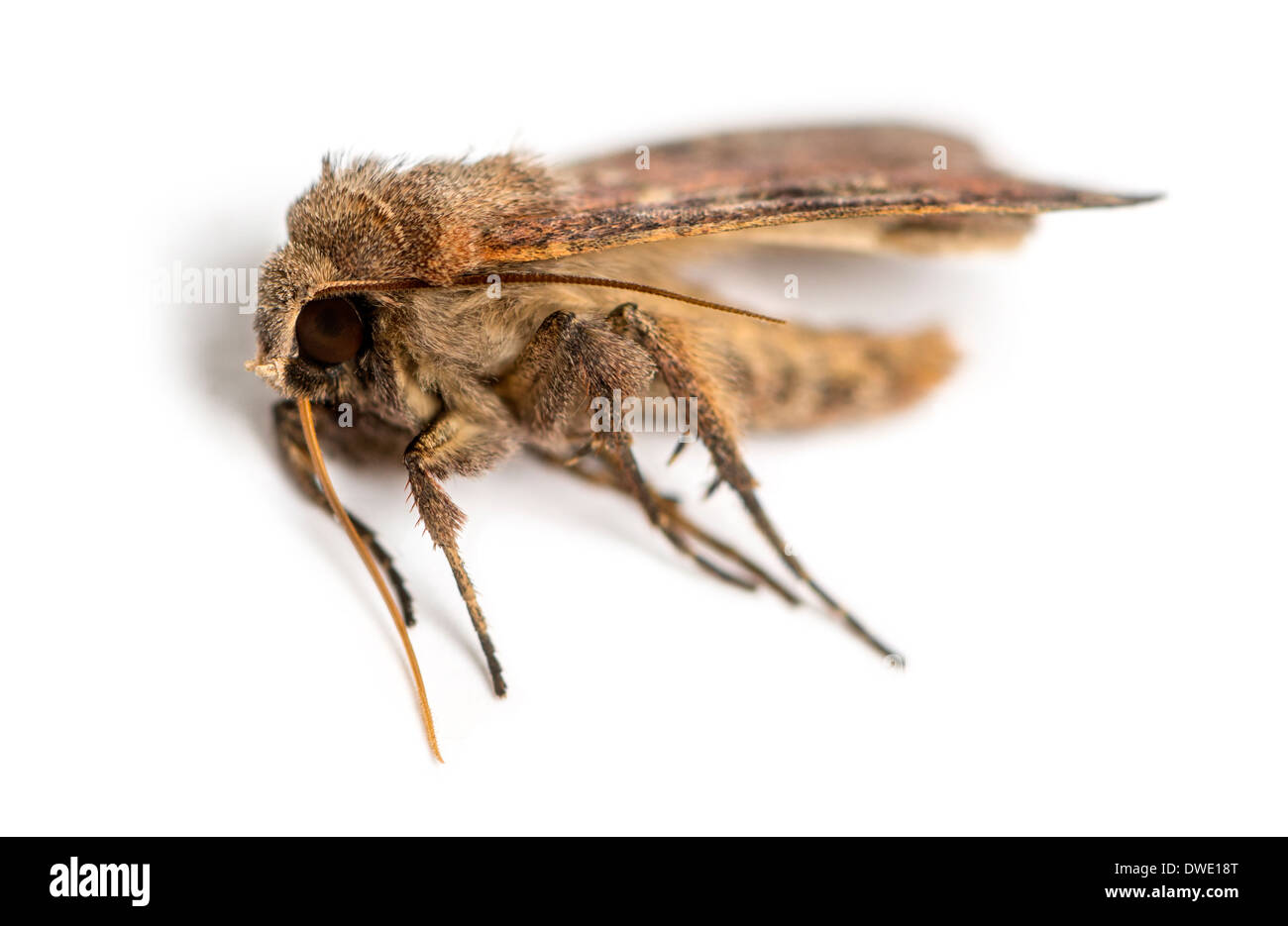 Moth bug insect hi-res stock photography and images - Alamy