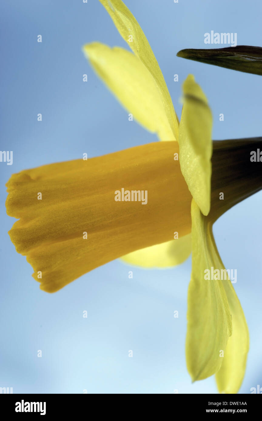 Daffodil close up hi-res stock photography and images - Alamy