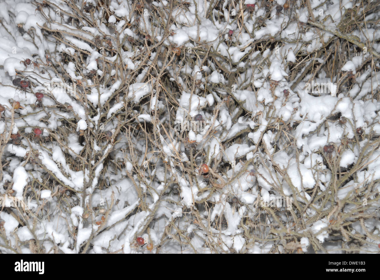 Snow in bush hi-res stock photography and images - Alamy