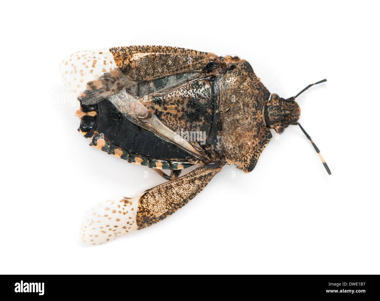 View from up high of a dead Stink Bug, Pentatomoidea, in front of white ...