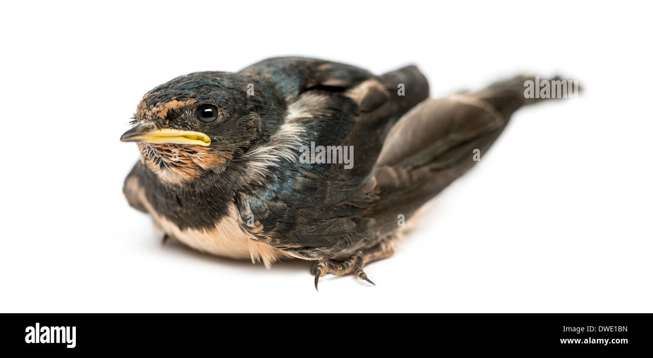 Baby Barn Swallow landed on the ground, Hirundo rustica, against white ...