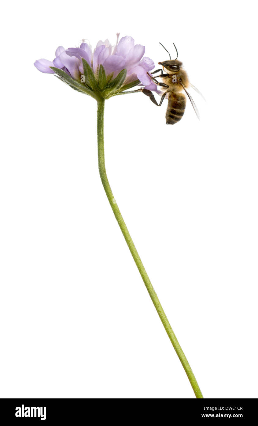 Honey bee landed Cut Out Stock Images & Pictures - Alamy