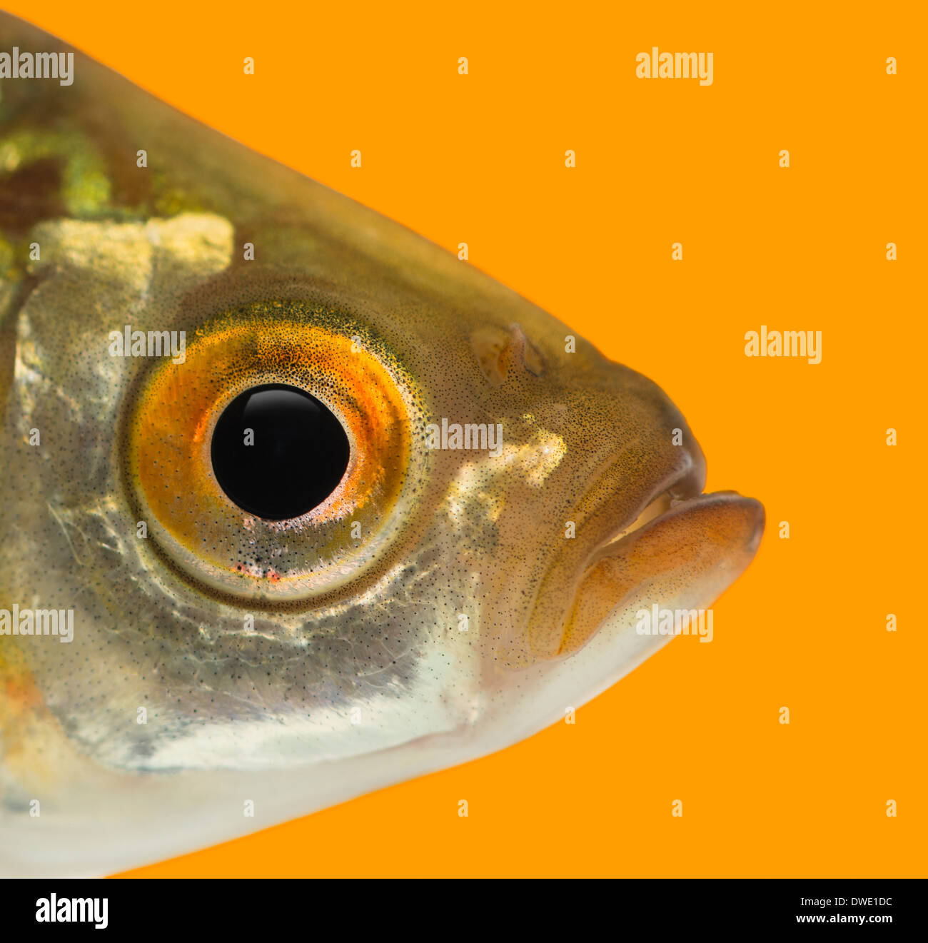 Common roach hi-res stock photography and images - Alamy