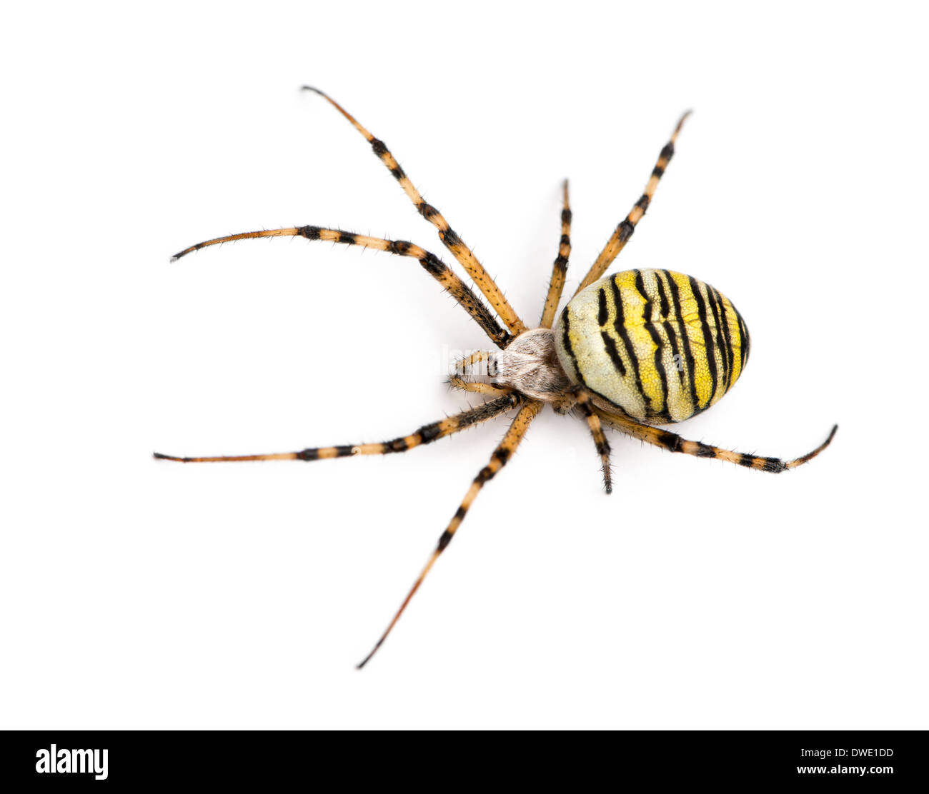 Black spider cut out hi-res stock photography and images - Alamy
