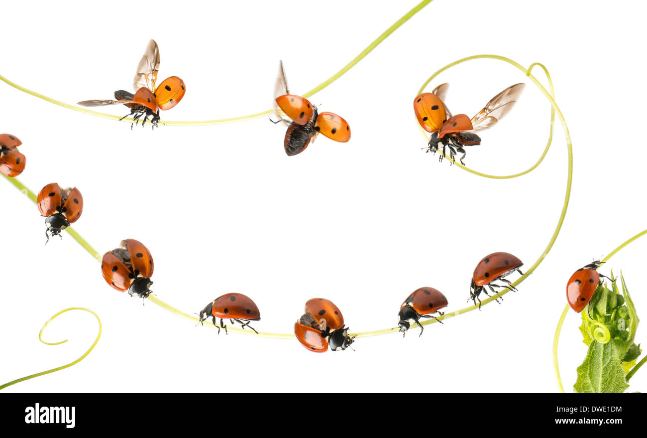 Group of Ladybirds landed on a plant and flying in front of white ...