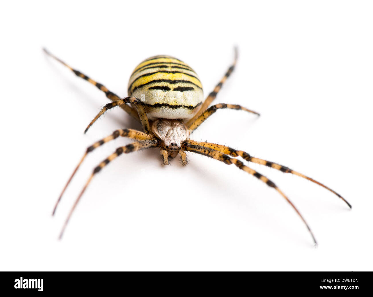 Black spider cut out hi-res stock photography and images - Alamy