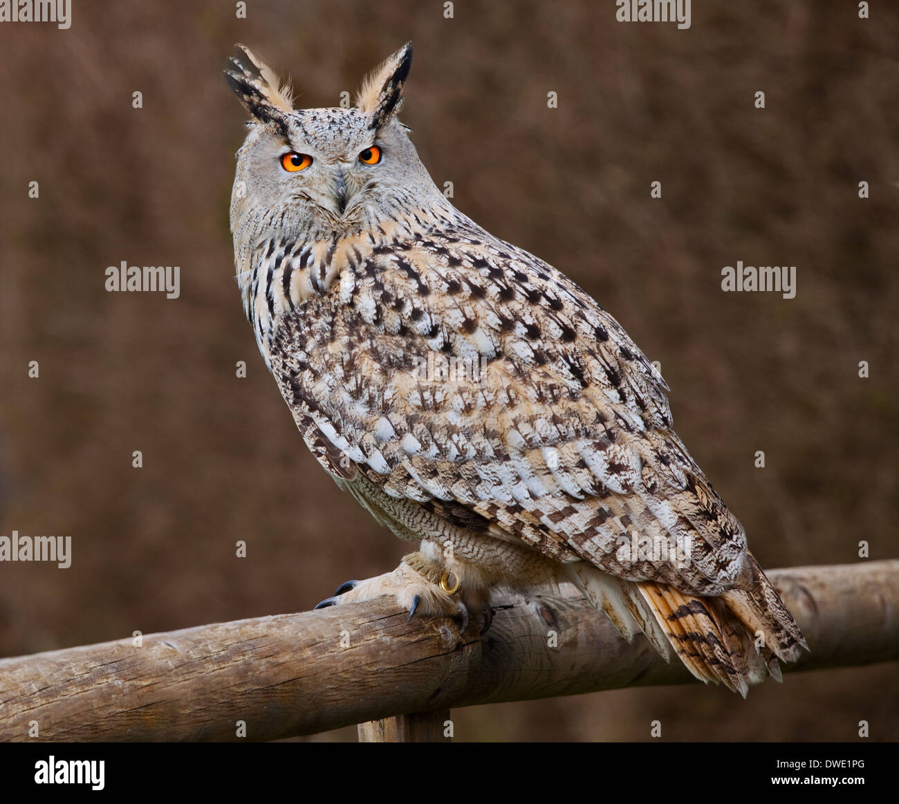 Siberian Eagle Owl (bubo bubo sibiricus) female "Sugar Puff", Liberty's ...