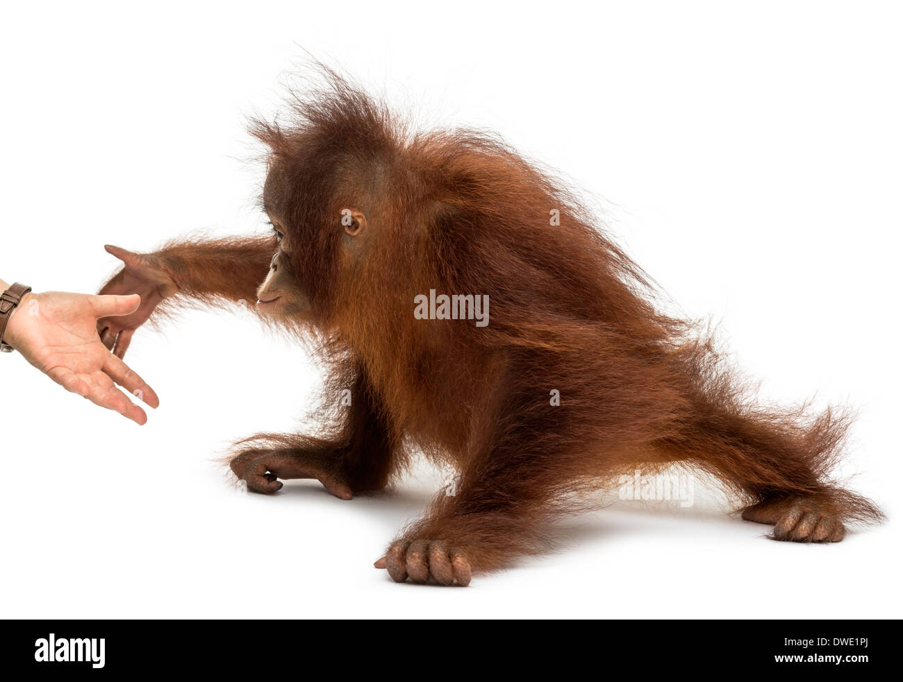 Side view of a young Bornean orangutan reaching at human hand, Pongo ...