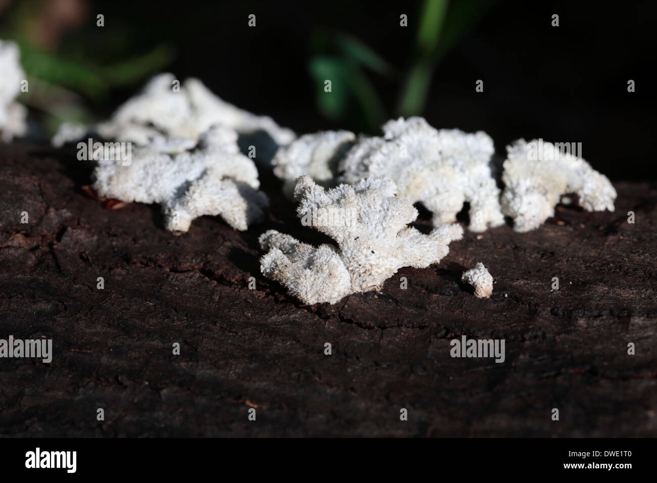 Branched white fungus growing on a felled tree Stock Photo - Alamy