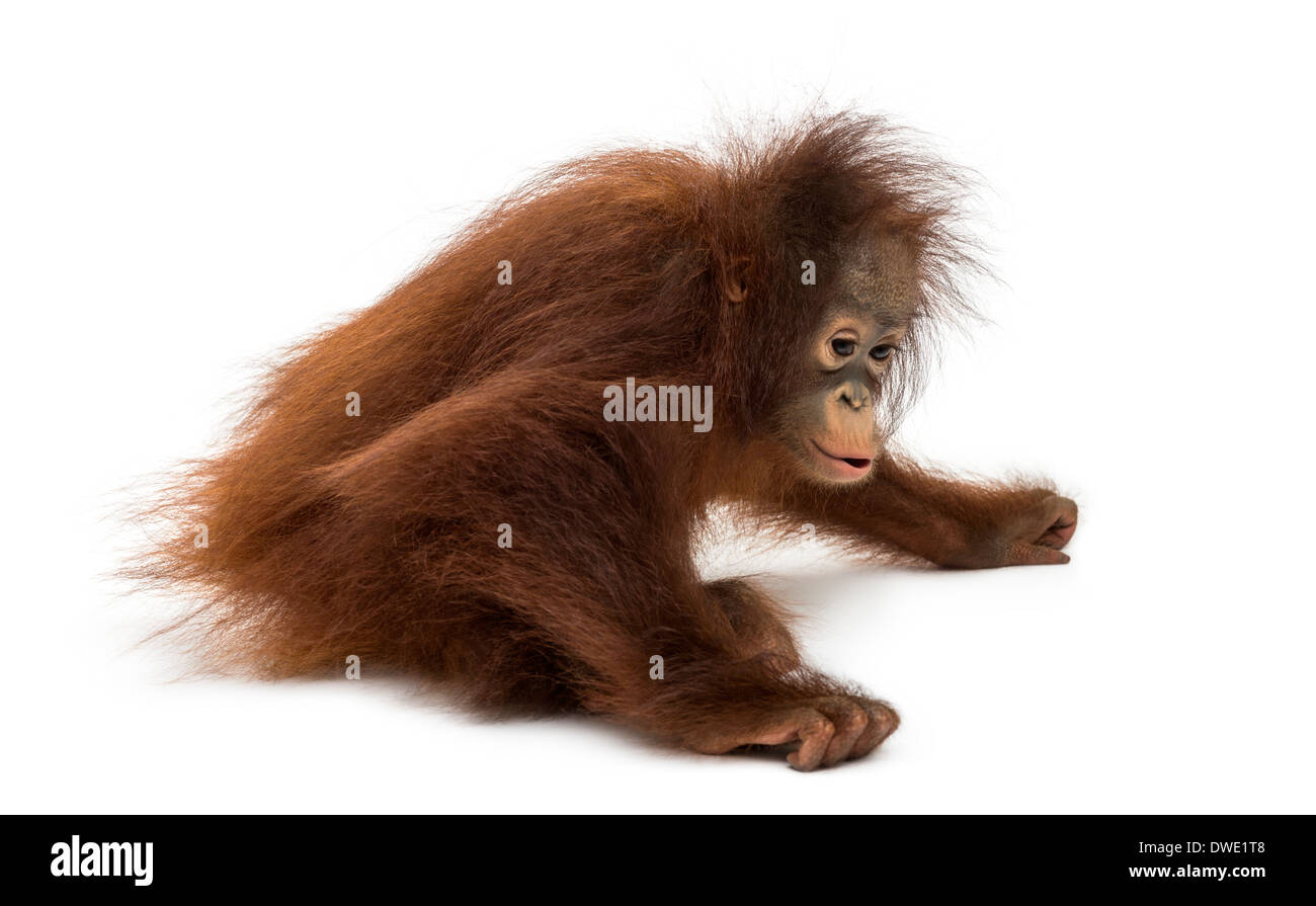 Orangutan side view Cut Out Stock Images & Pictures - Alamy