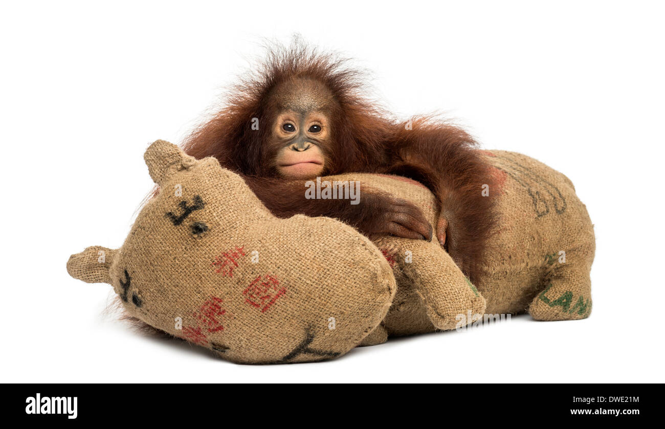 Young Bornean orangutan hugging stuffed toy, looking at the camera ...