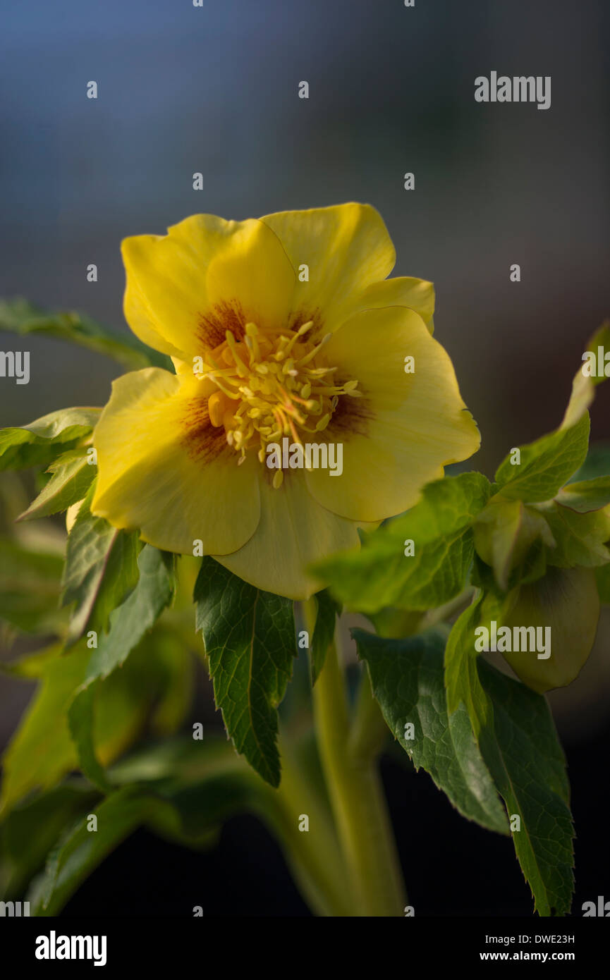 Helleborus hybridus ashwood hi-res stock photography and images - Alamy