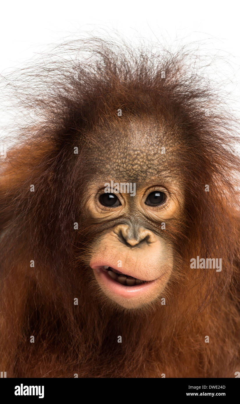 Orangutan face hi-res stock photography and images - Alamy