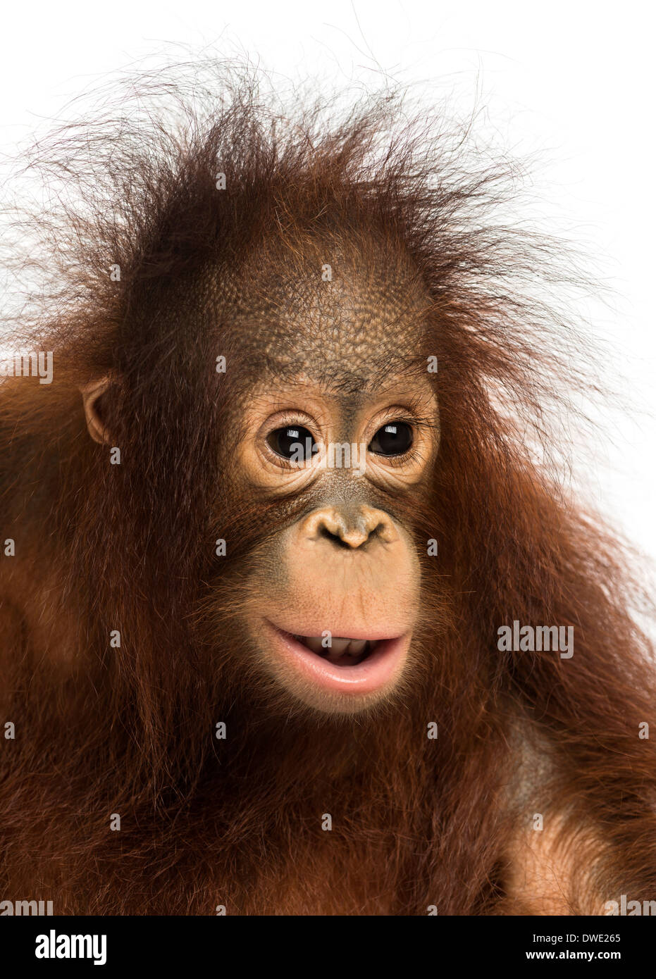 Funny Orangutan Smiling