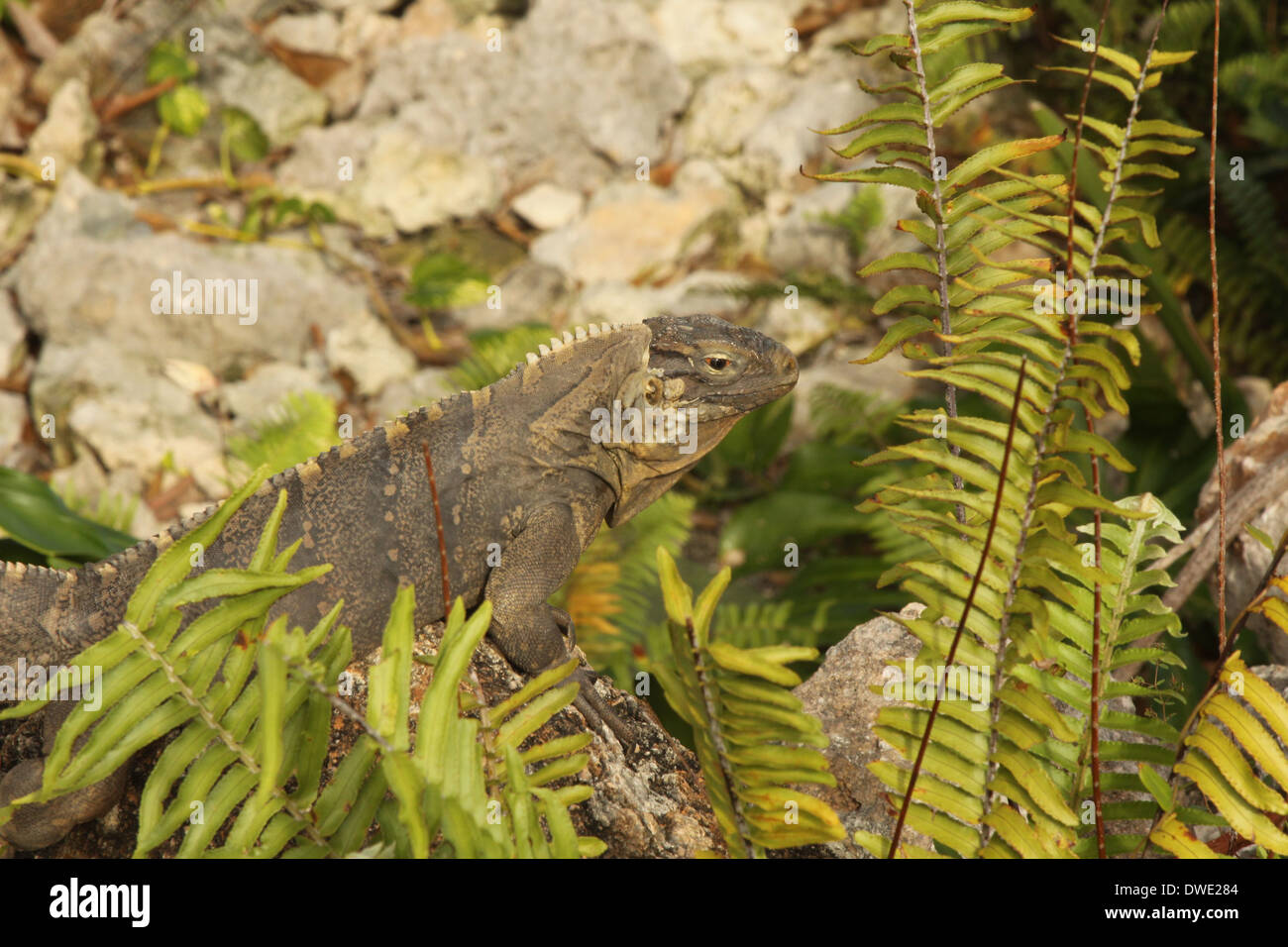 Rock iguana hi-res stock photography and images - Alamy