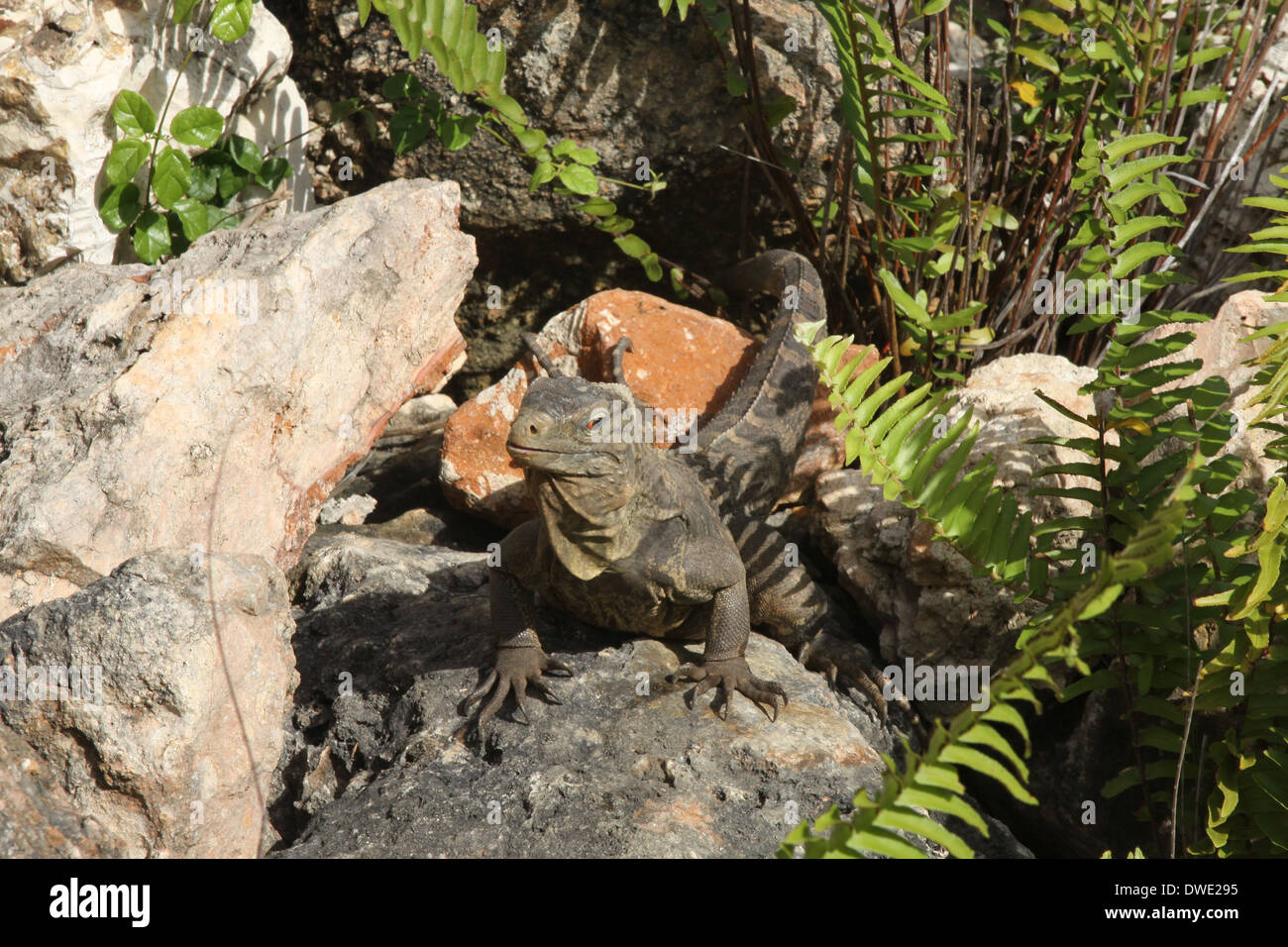 A Rock Iguana Cyclura nubila Stock Photo - Alamy