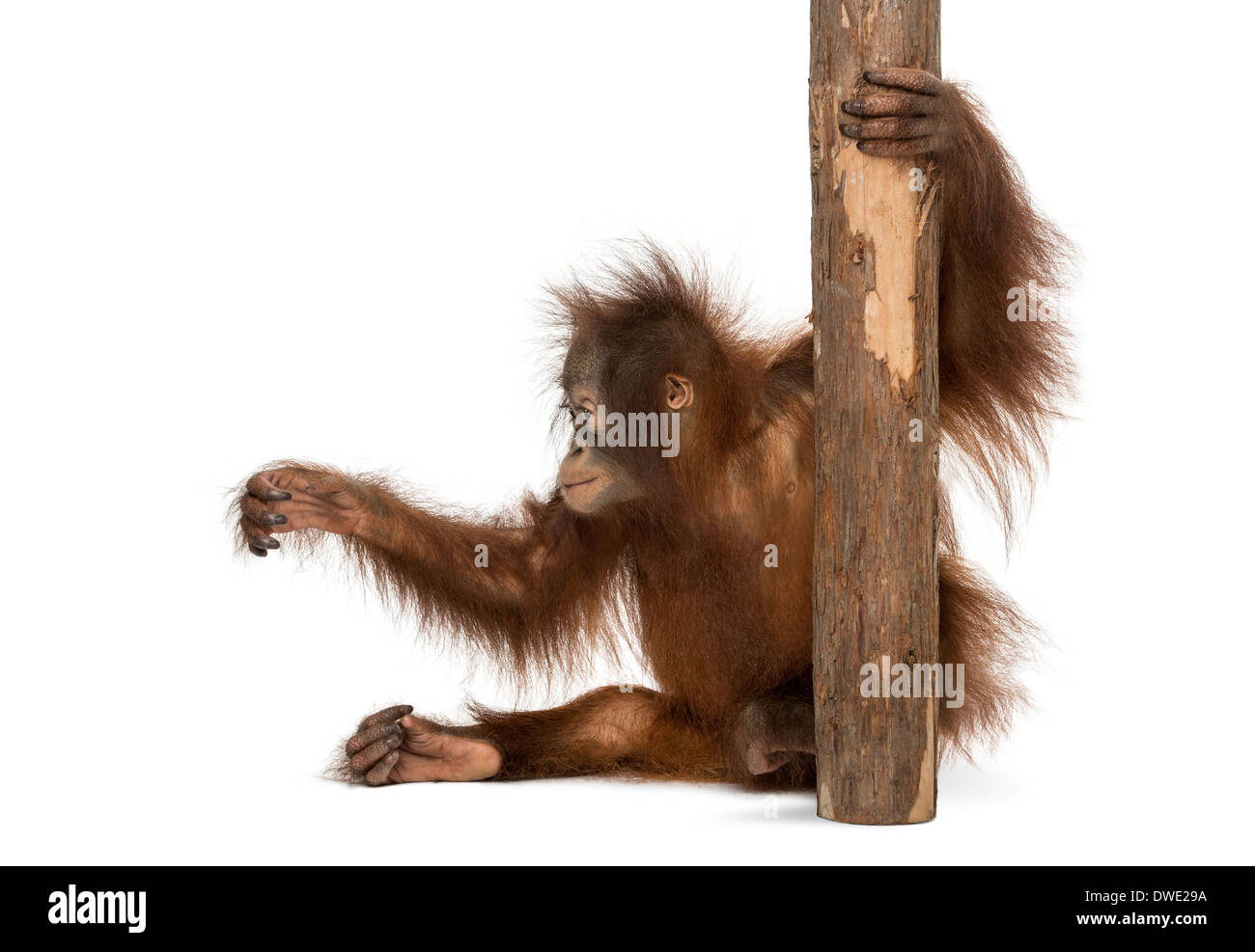 Orangutan side view Cut Out Stock Images & Pictures - Alamy