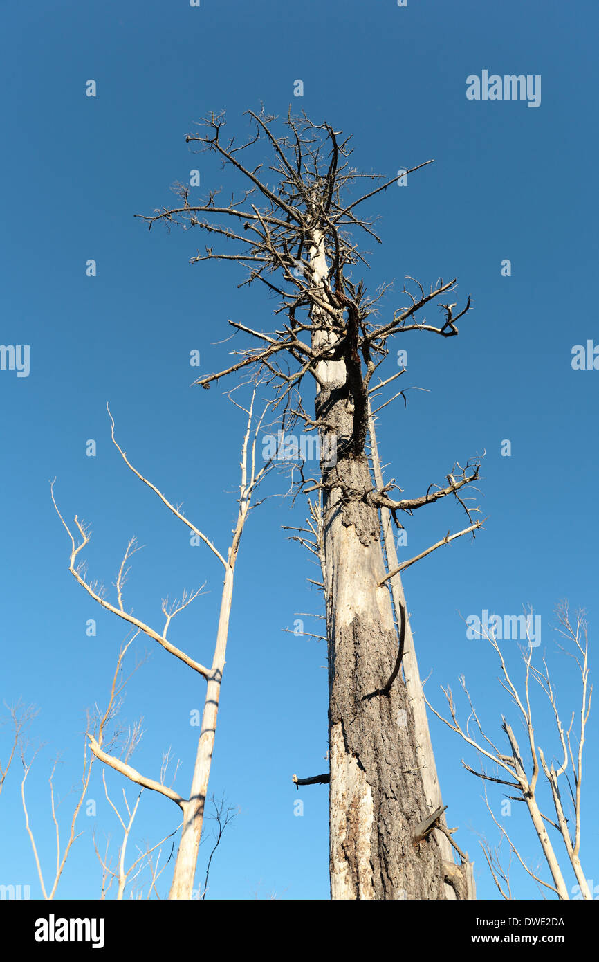 Dead pine tree hi-res stock photography and images - Alamy