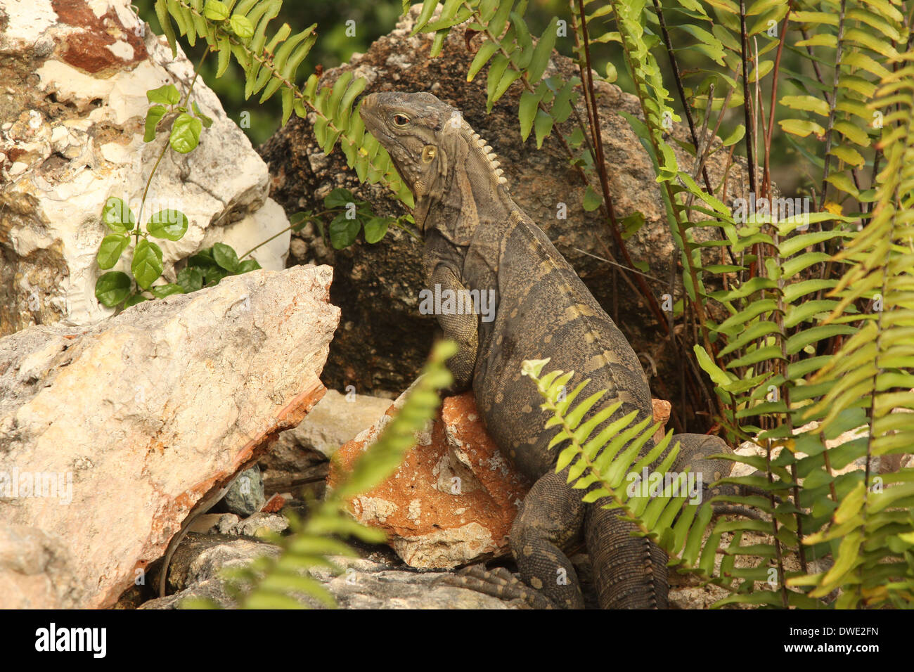 Cyclura nubila hi-res stock photography and images - Alamy