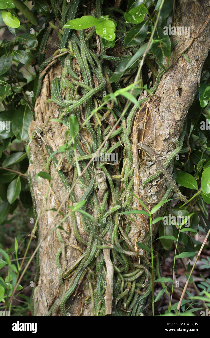 An epiphytic climbing cactus Selenicereus grandiflorus Queen of the ...