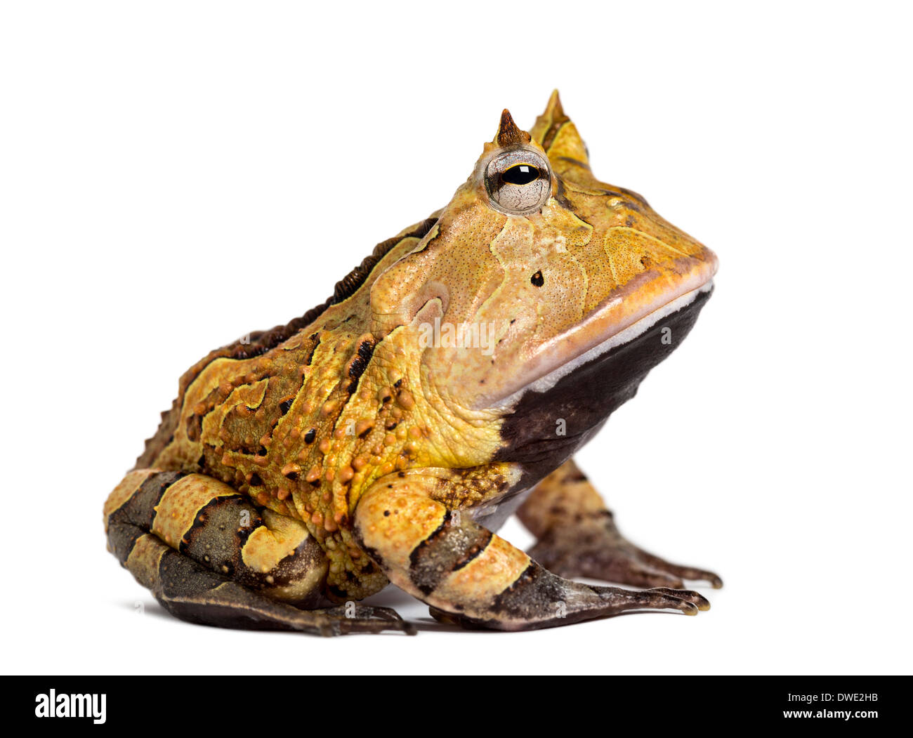 Side view of an Argentine Horned Frog, Ceratophrys ornata, against ...
