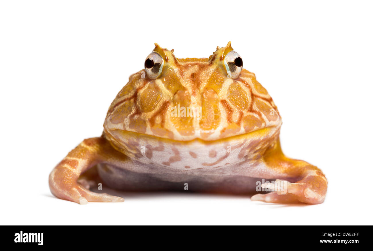 Front view of an Argentine Horned Frog looking at the camera ...