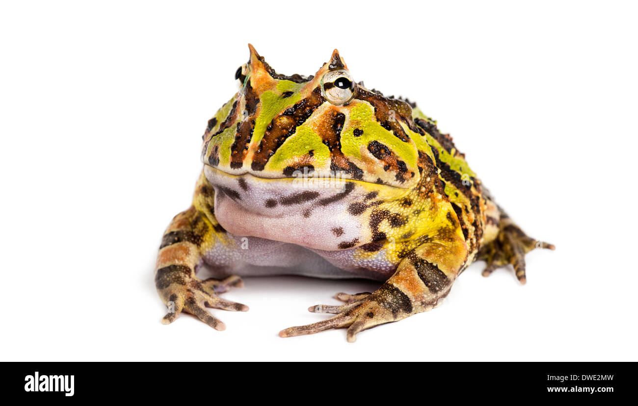 Albino Ornate Pacman Frog