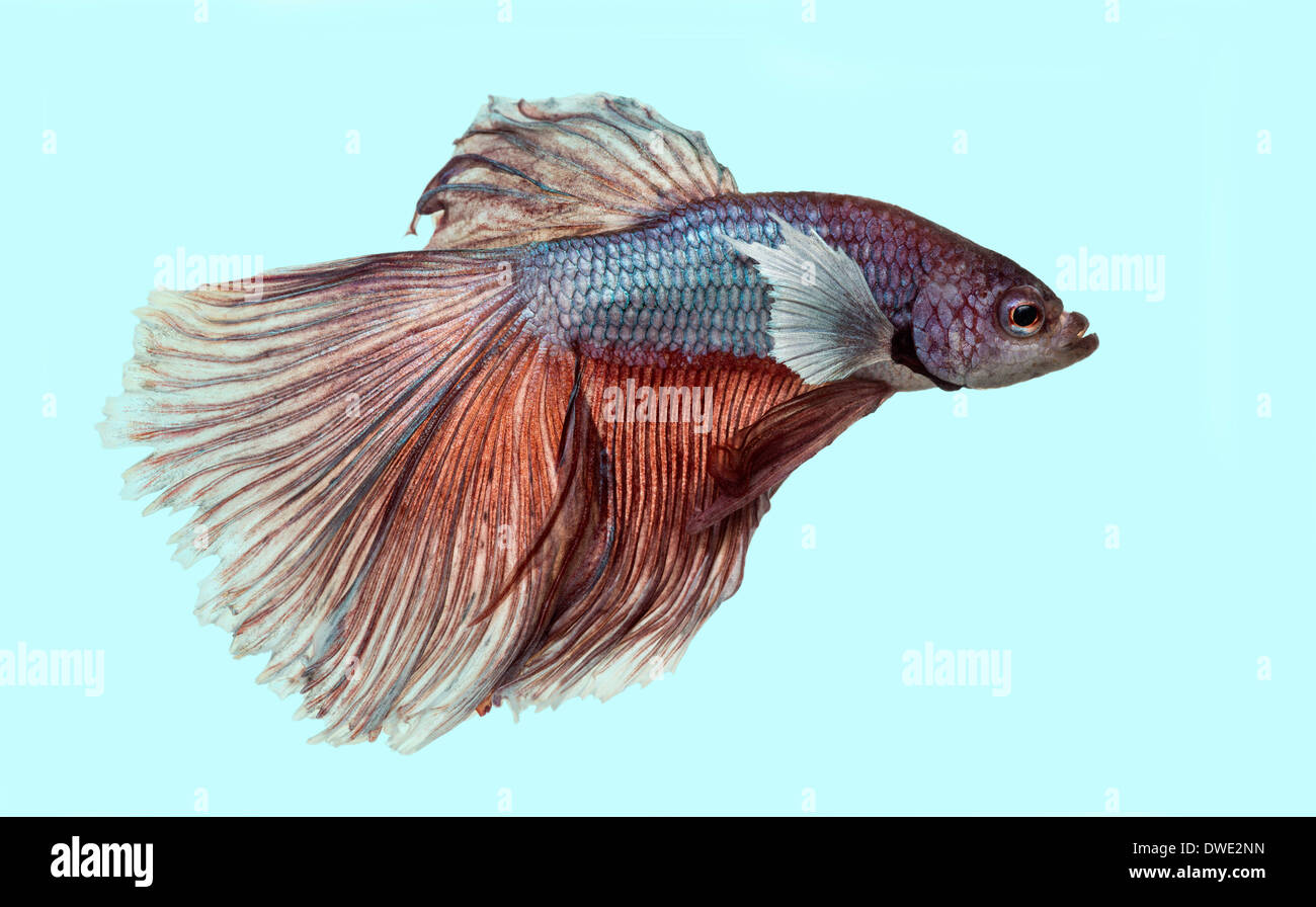Side view of a Siamese fighting fish, Betta splendens, on a blue ...
