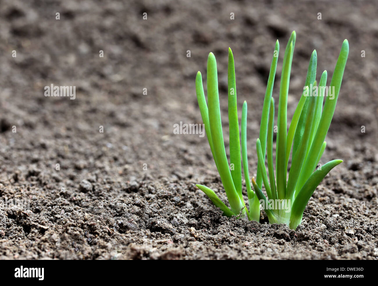 Onion plant on fertile soil Stock Photo - Alamy