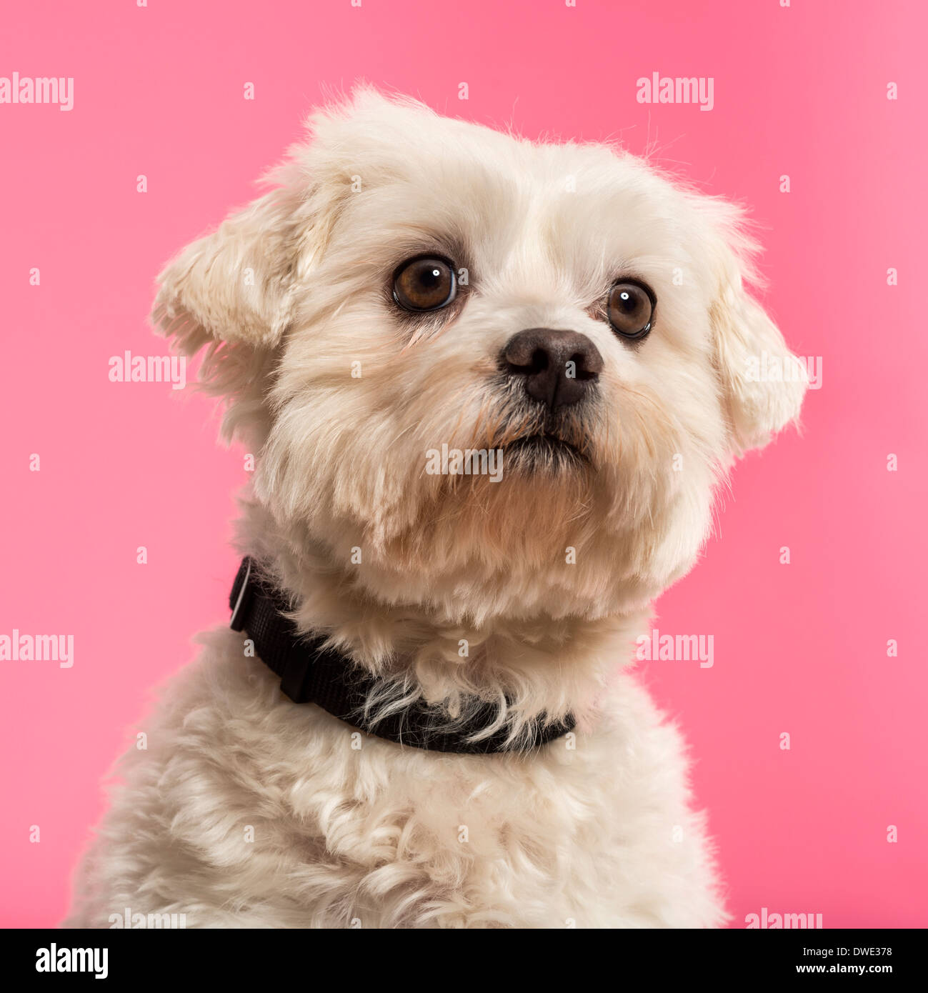 Pink animal isolated white hi-res stock photography and images - Alamy