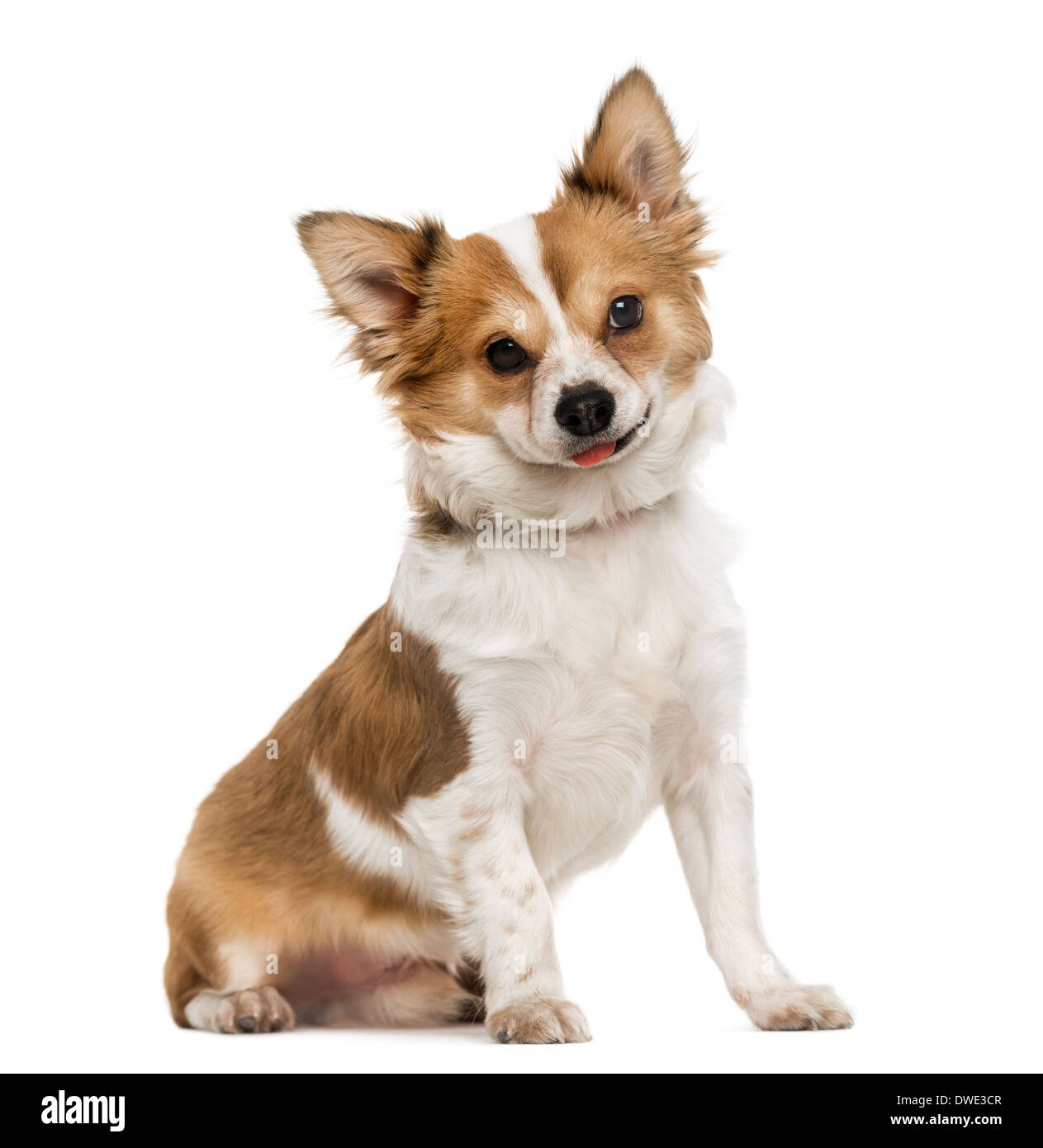 Chihuahua tongue out Cut Out Stock Images & Pictures - Alamy Chihuahua tongue out Cut Out Stock Images & Pictures - Alamy